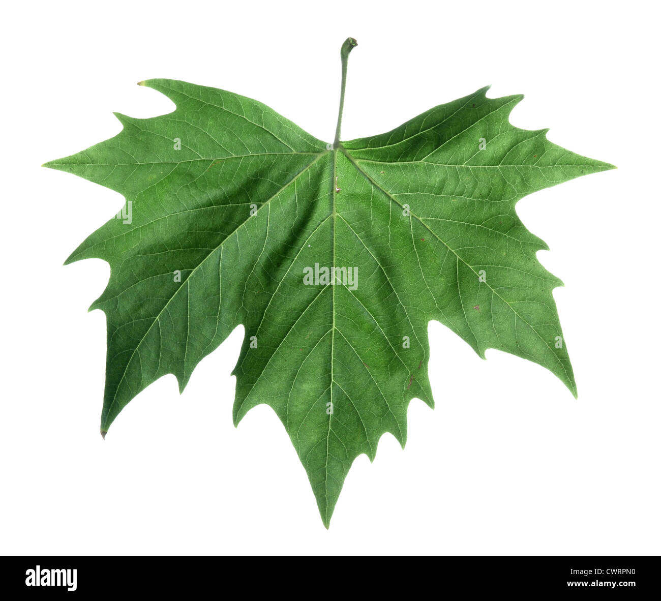 London Plane Platanus x hispanica Platanaceae Stock Photo - Alamy