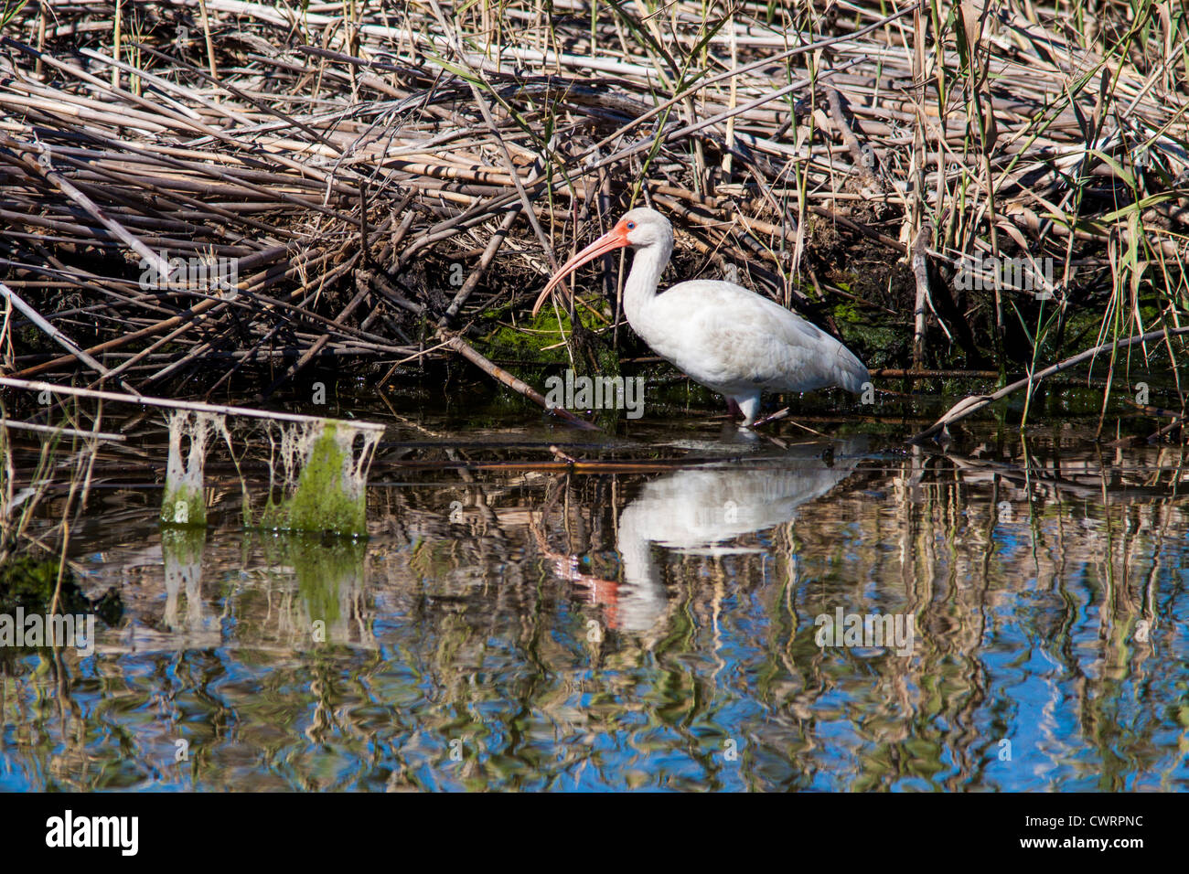 Wetland dependent bird species hi-res stock photography and images - Alamy