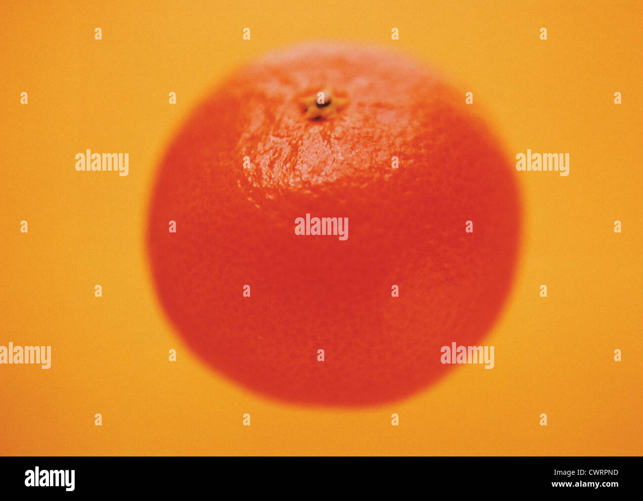 Citrus sinensis, Orange Stock Photo - Alamy