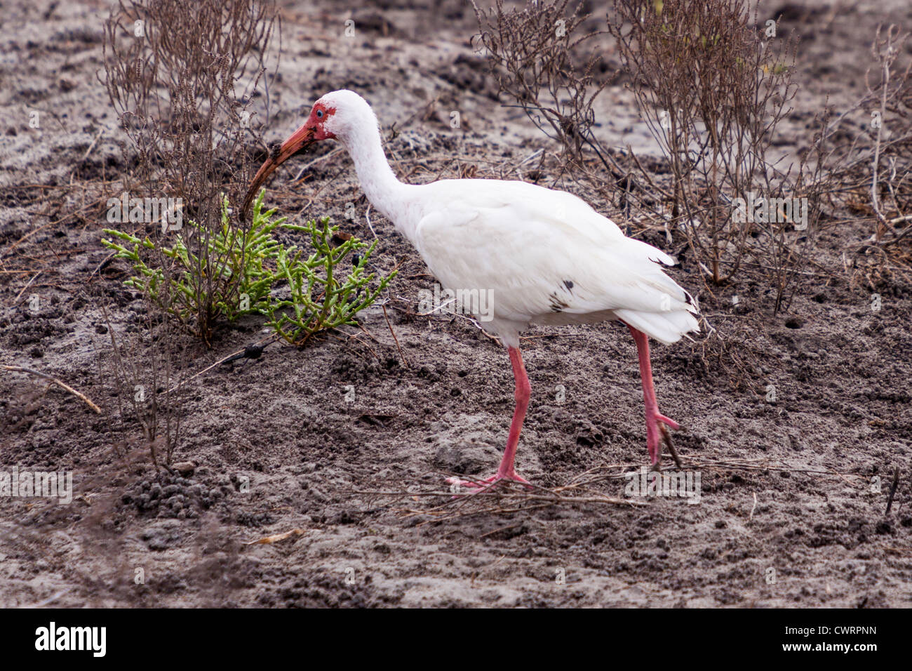 American White Ibis, Eudocimus albus, hunting (digging) for food in mud ...