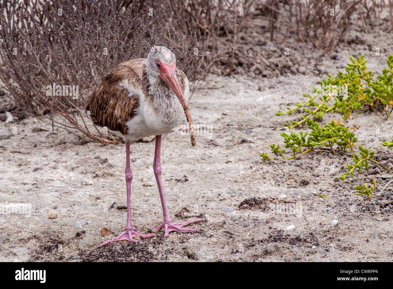 Juvenile American White Ibis, Eudocimus albus, hunting (digging) for ...