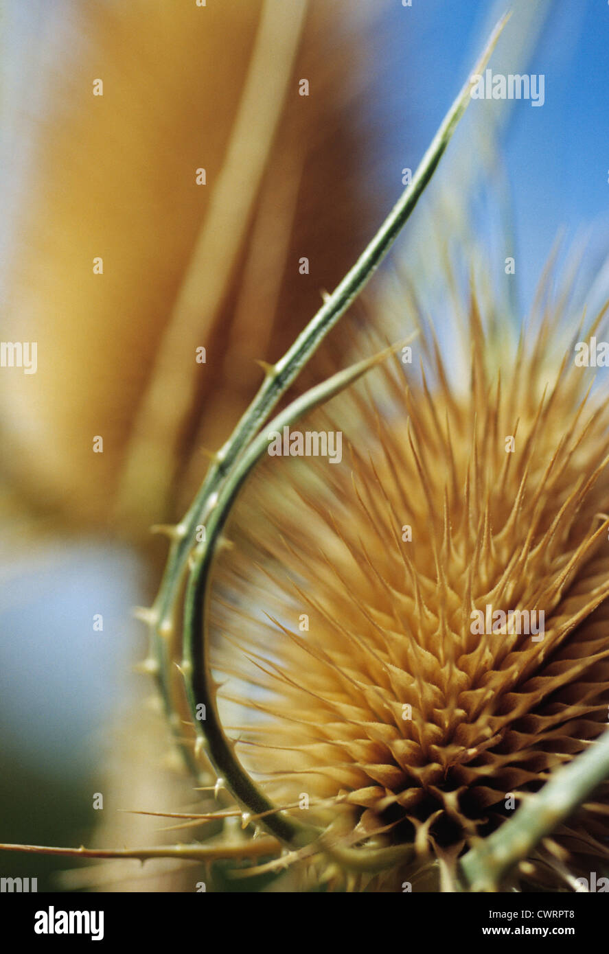 Indian teasel hi-res stock photography and images - Alamy