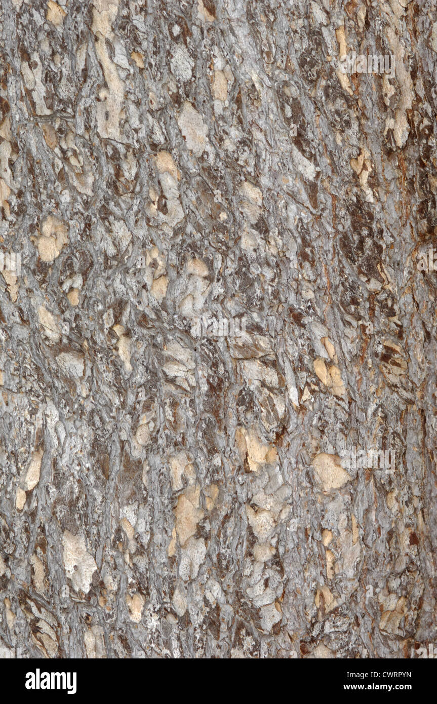 Atlas cedar bark cedrus atlantica hi-res stock photography and images ...