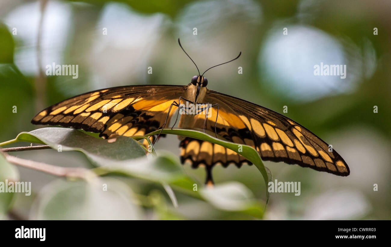 Giant Swallowtail (Papilio cresphontes) butterfly Stock Photo - Alamy