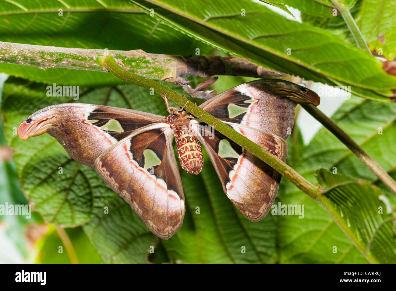 Atlas moth camouflage hi-res stock photography and images - Alamy