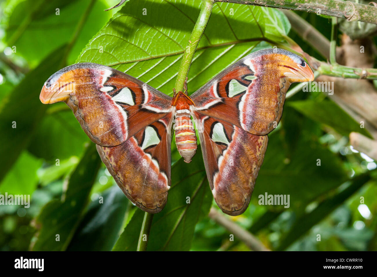 Wildlife energy pyramid hi-res stock photography and images - Alamy