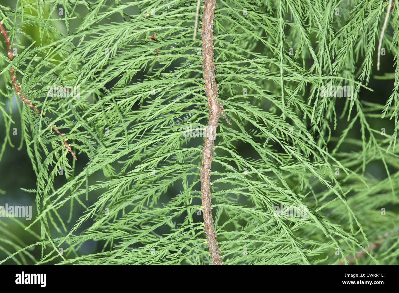 Columnar cypress hi-res stock photography and images - Alamy