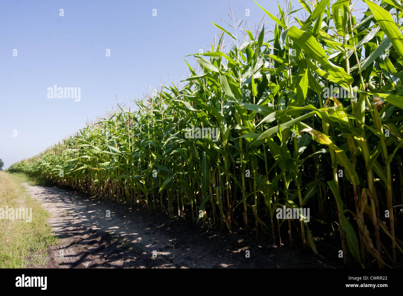 A Maize field for energy or food production Stock Photo - Alamy