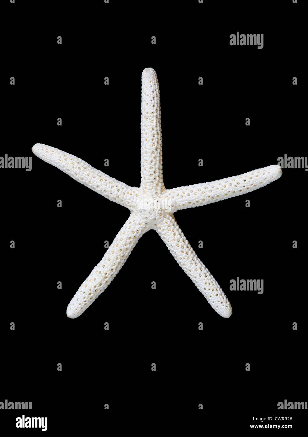 Endoskeleton starfish hi-res stock photography and images - Alamy