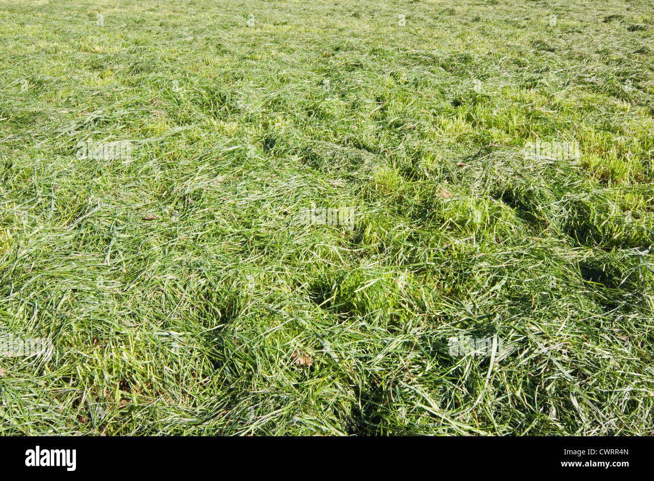 Mow meadow hi-res stock photography and images - Alamy