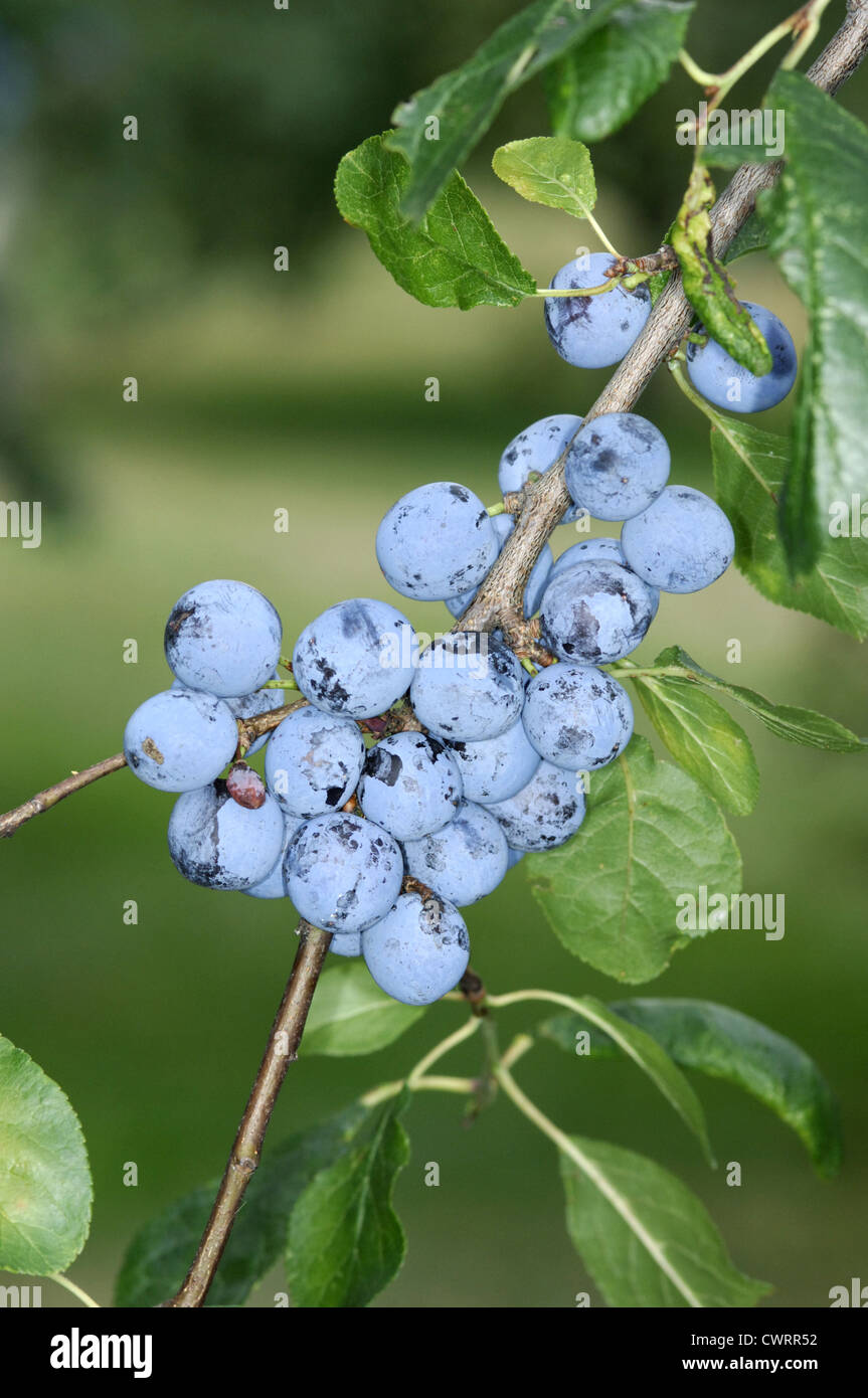 Bullace Plum High Resolution Stock Photography and Images - Alamy