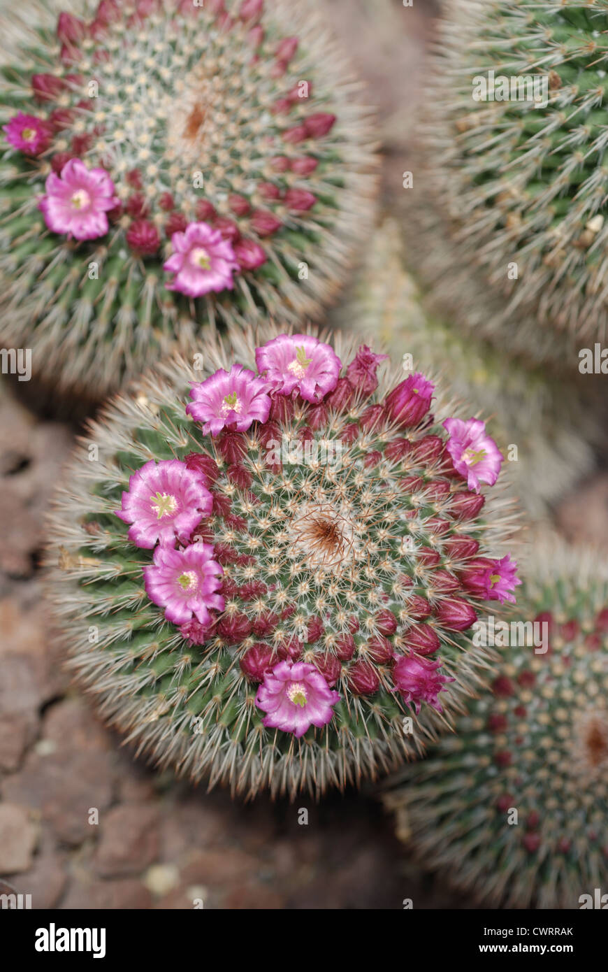 Magnified cactus hi-res stock photography and images - Alamy