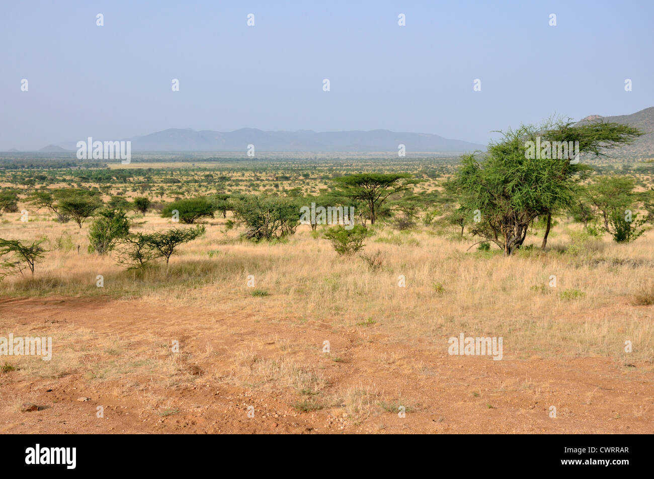 Savannah landscape hi-res stock photography and images - Alamy