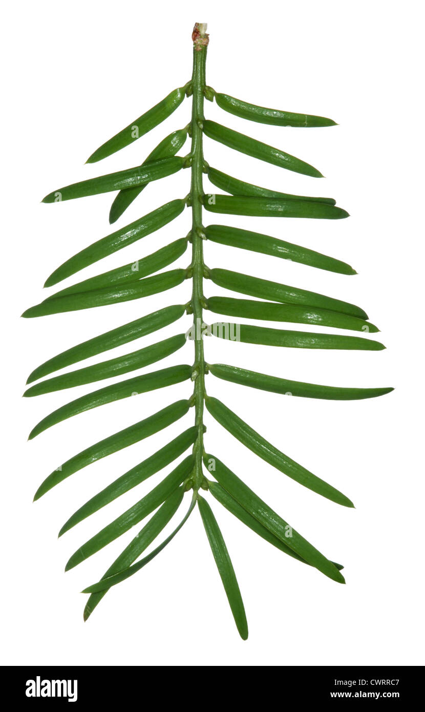 Torreya tree Cut Out Stock Images & Pictures - Alamy