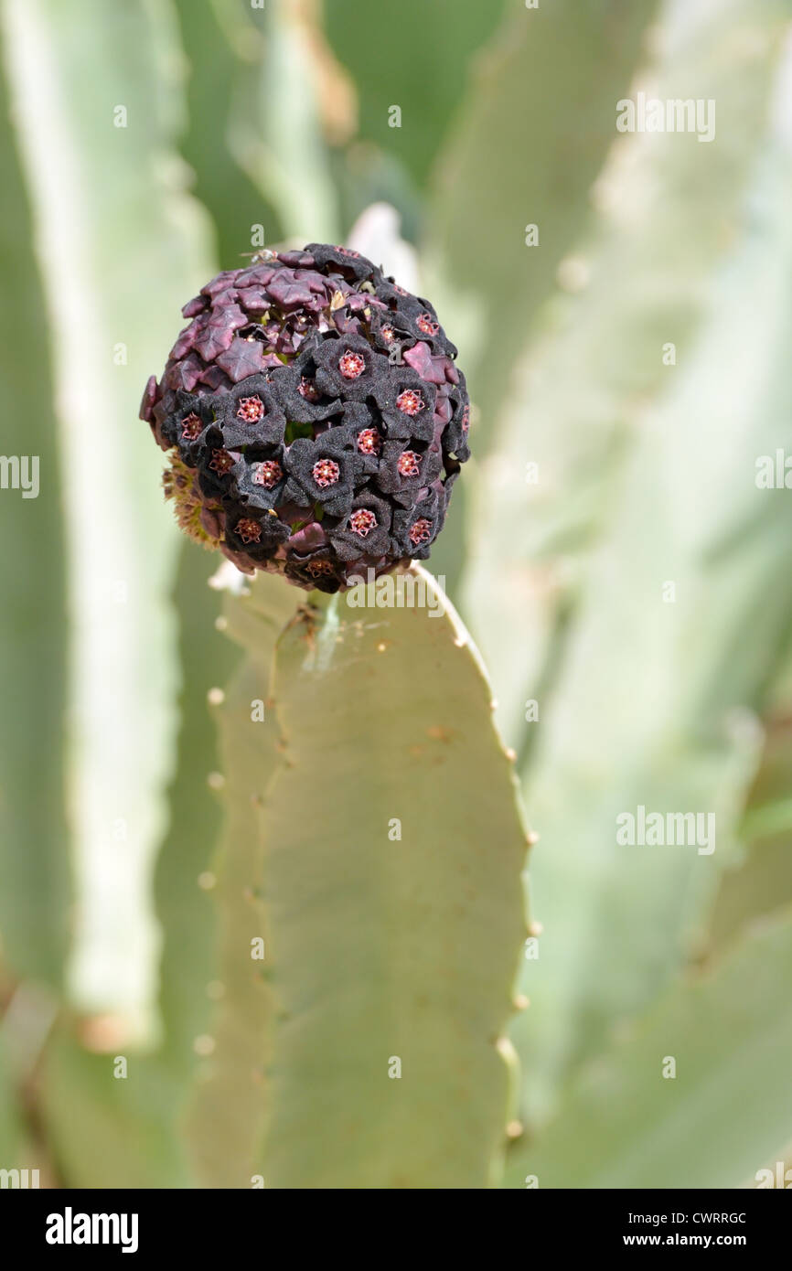 Caralluma hi-res stock photography and images - Alamy