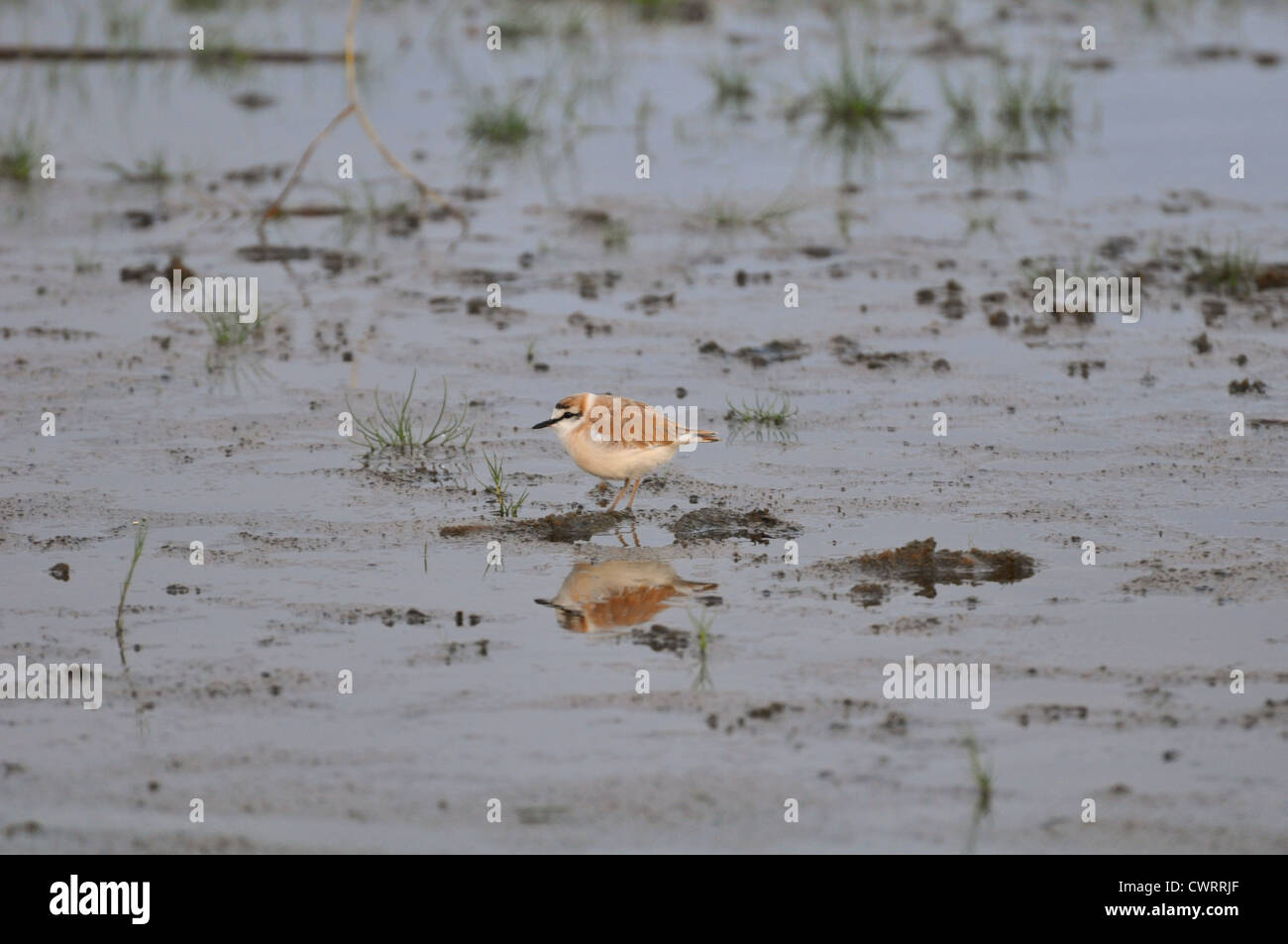African small bird with its reflection in a watery beach Stock Photo ...
