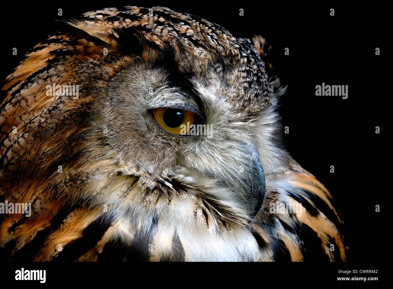 Eagle owl profile portrait Stock Photo - Alamy