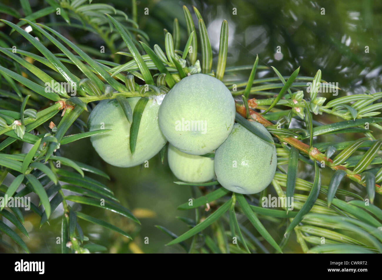 Torreya tree hi-res stock photography and images - Alamy