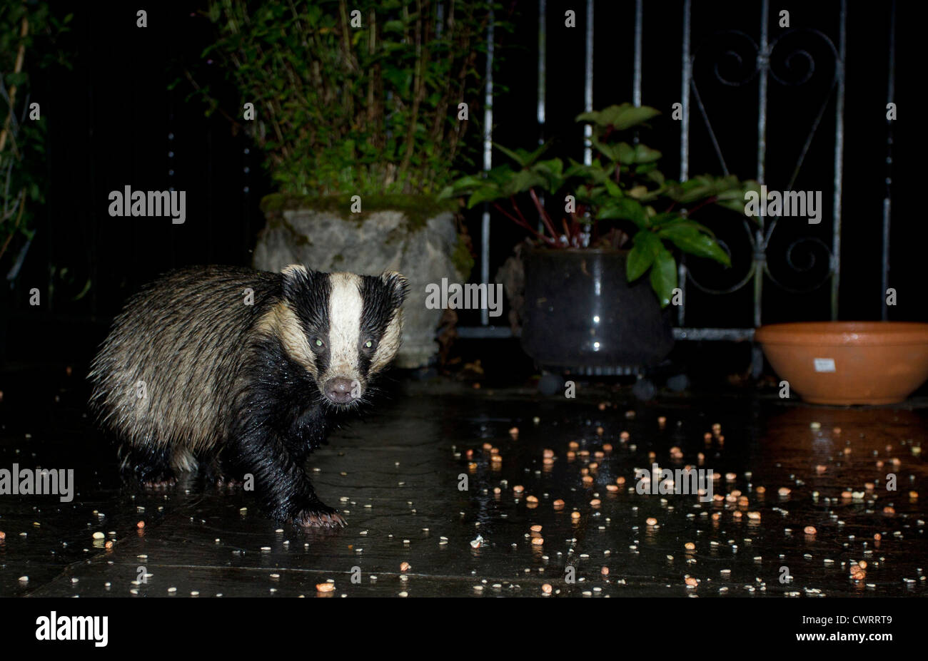 The European Badger (Meles meles) eating peanuts and sunflower on patio ...