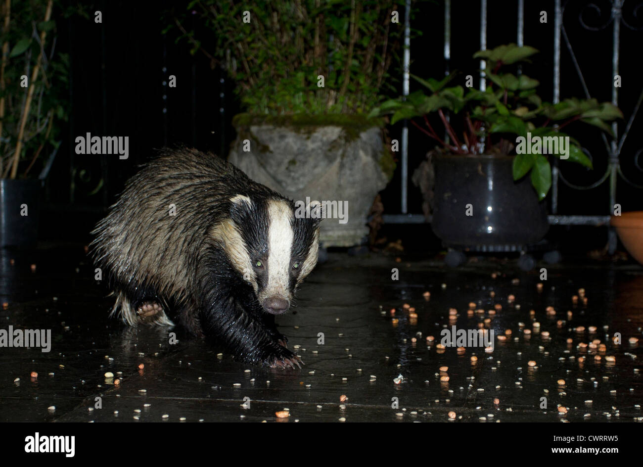 Badger night hi-res stock photography and images - Alamy