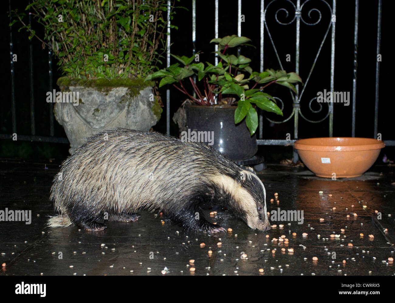 Badger eating peanuts hi-res stock photography and images - Alamy