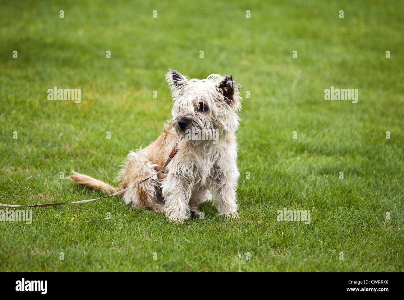 funny cute beige dog on grass outdoors Stock Photo - Alamy