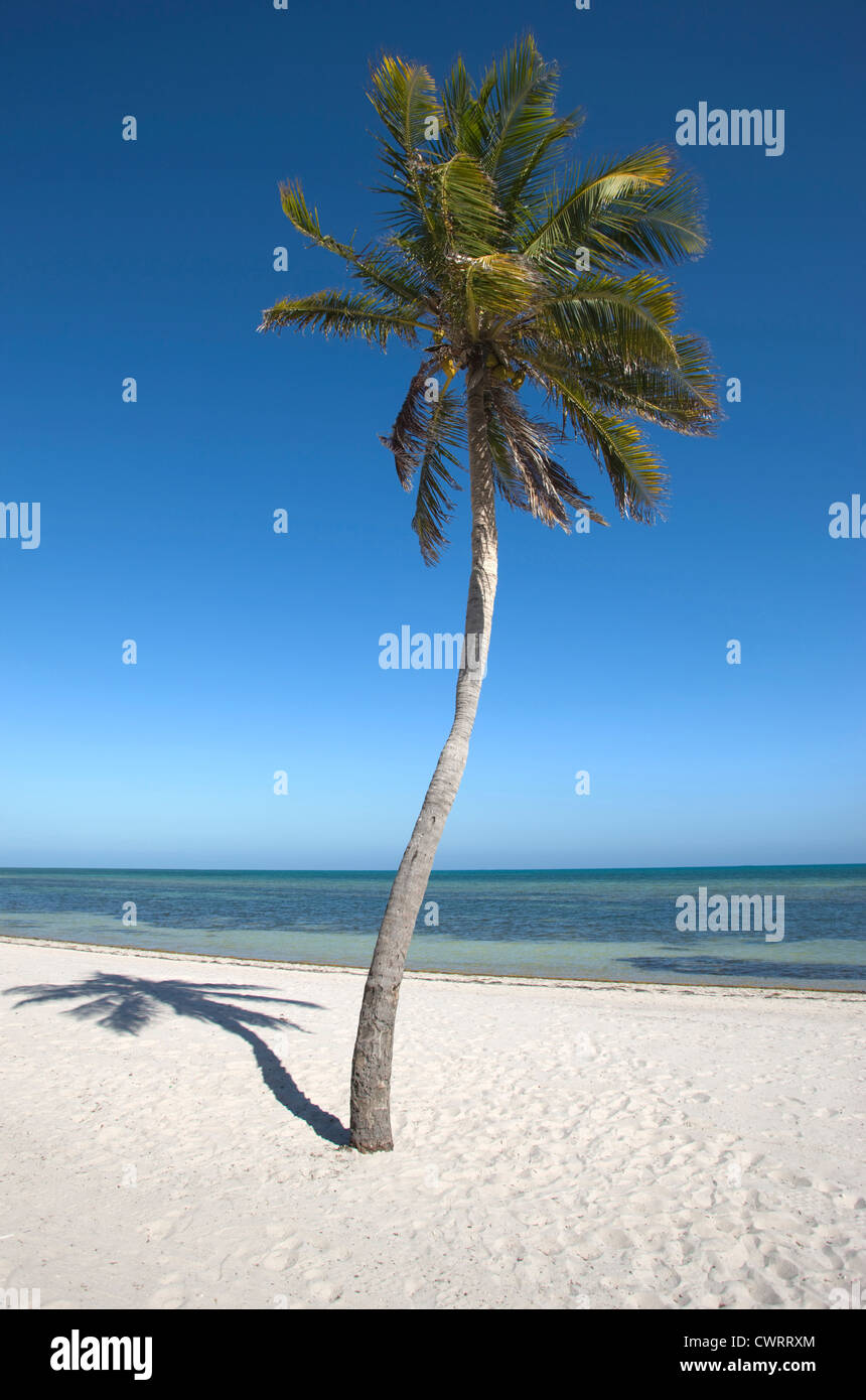 Tall lone palm hi-res stock photography and images - Alamy