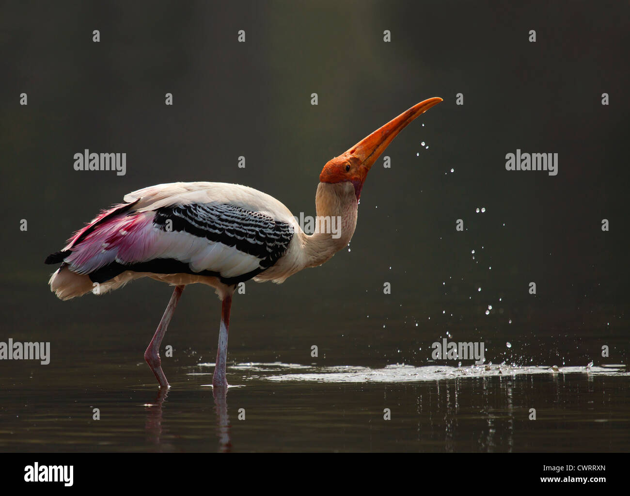 Beautiful animals drinking water hi-res stock photography and images ...
