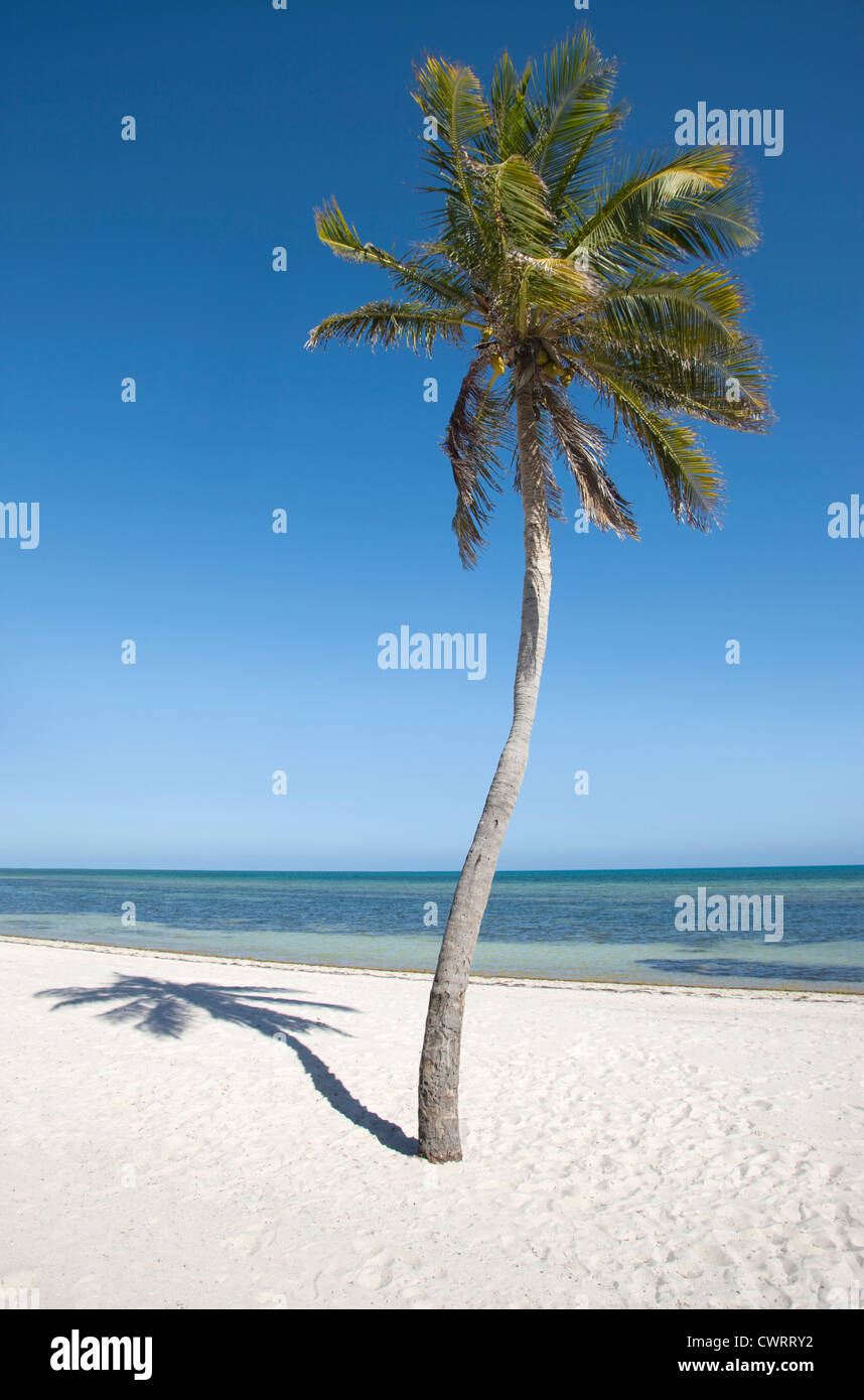 Tall palm tree hi-res stock photography and images - Alamy
