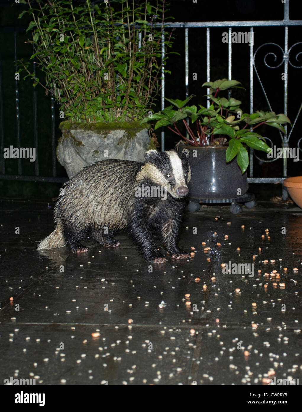 The European Badger (Meles meles) eating peanuts and sunflower on patio ...
