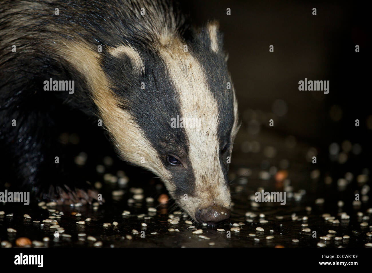 The European Badger (Meles meles) eating peanuts and sunflower on patio ...