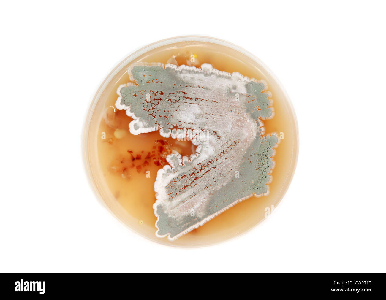 Streptomyces on agar plate hi-res stock photography and images - Alamy