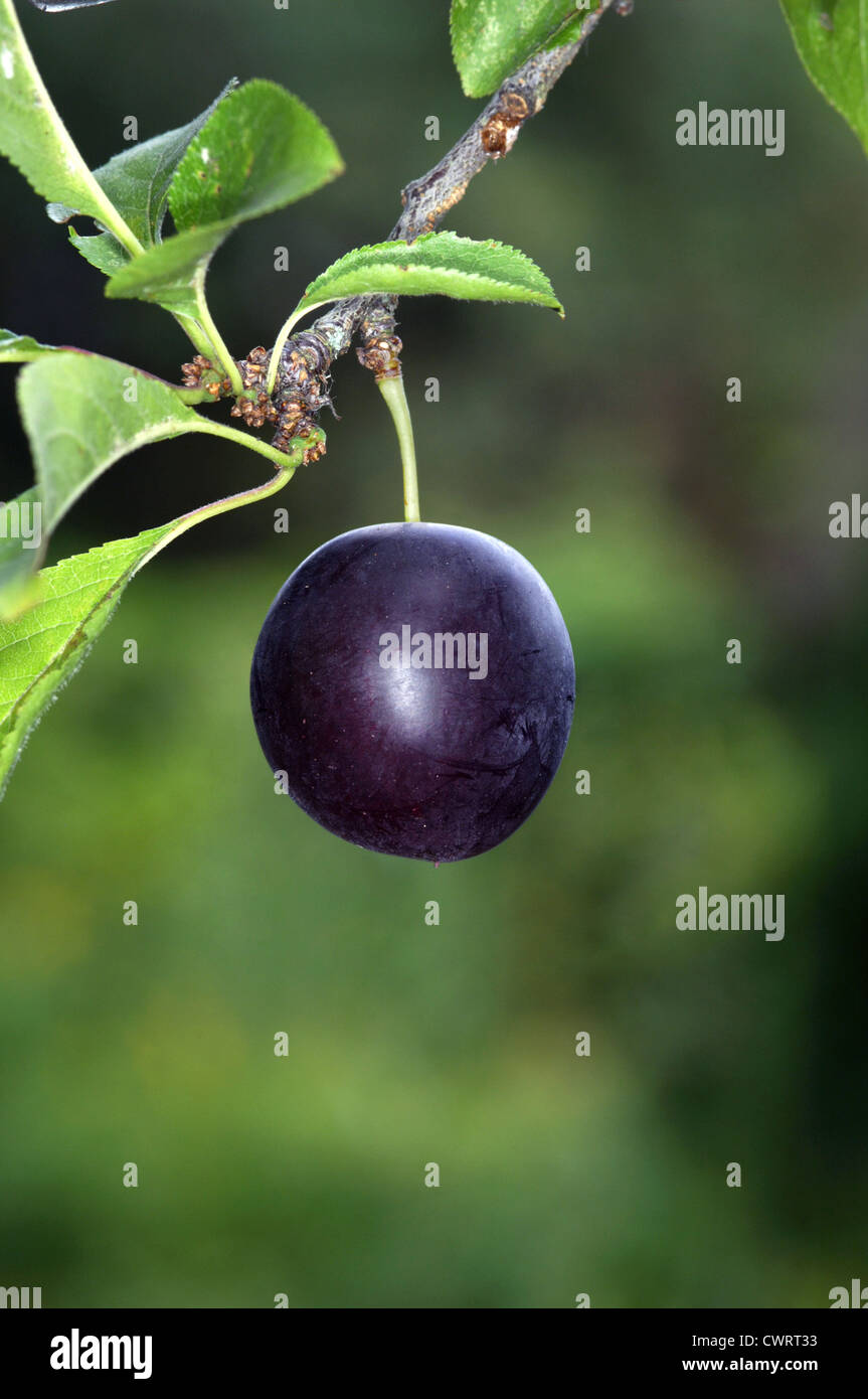 Bullace and Damson Prunus domestica ssp. instita (Rosaceae Stock Photo ...