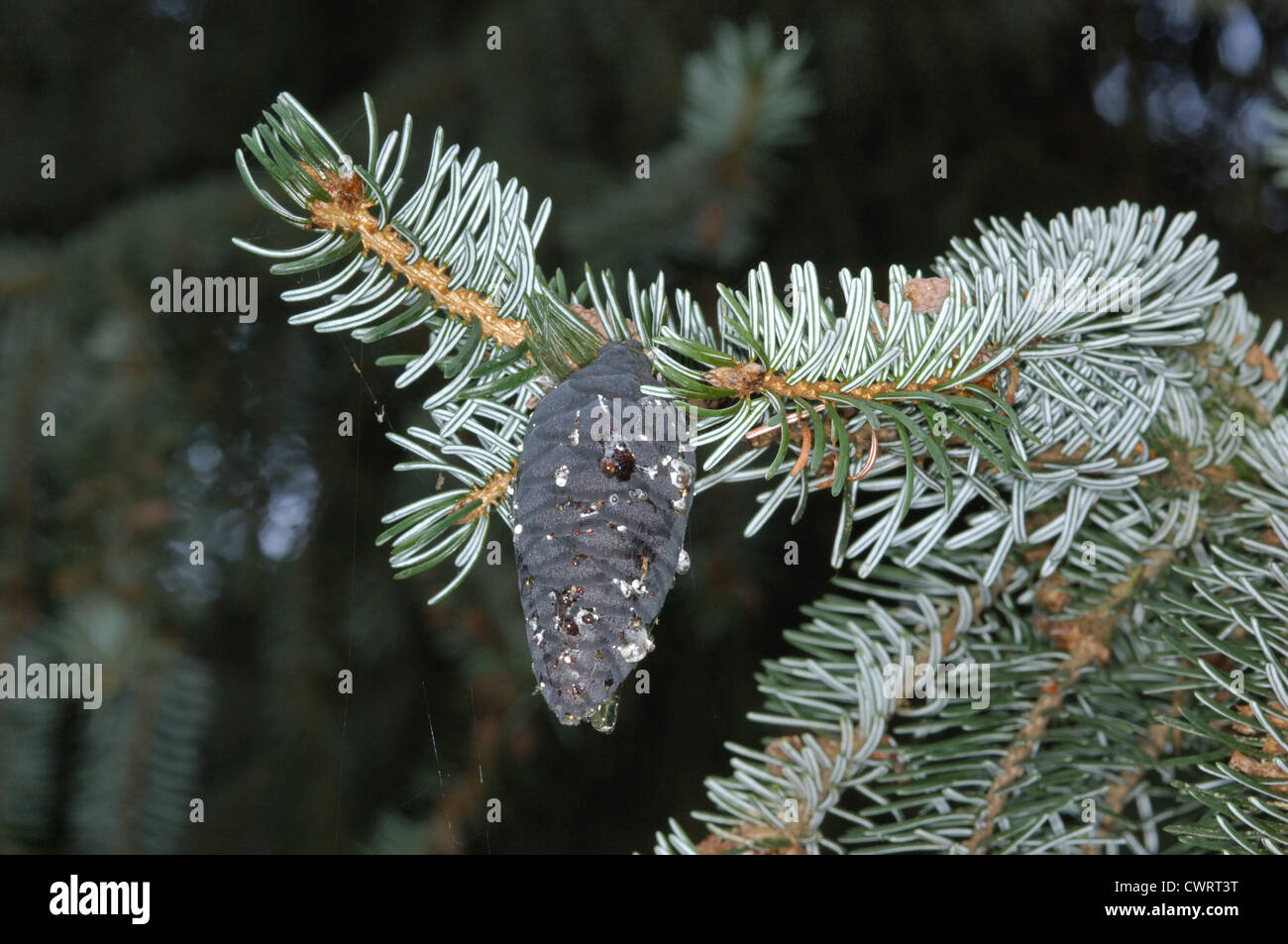 Serbian Spruce Picea omorika (Pinaceae Stock Photo - Alamy