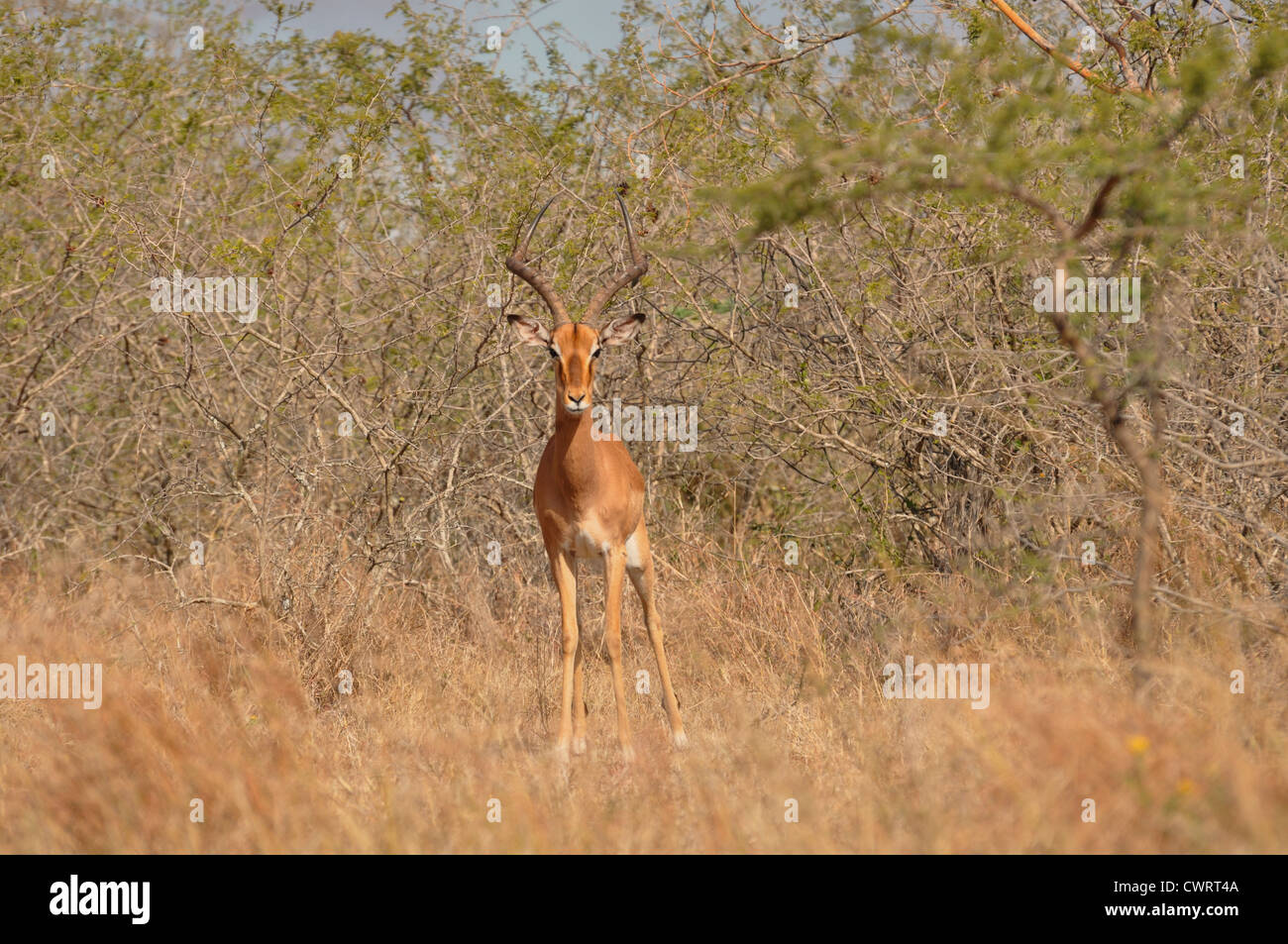 Male impala staring camera from the savanna Stock Photo - Alamy