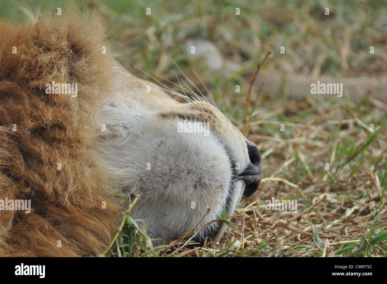 Lion nap hi-res stock photography and images - Alamy