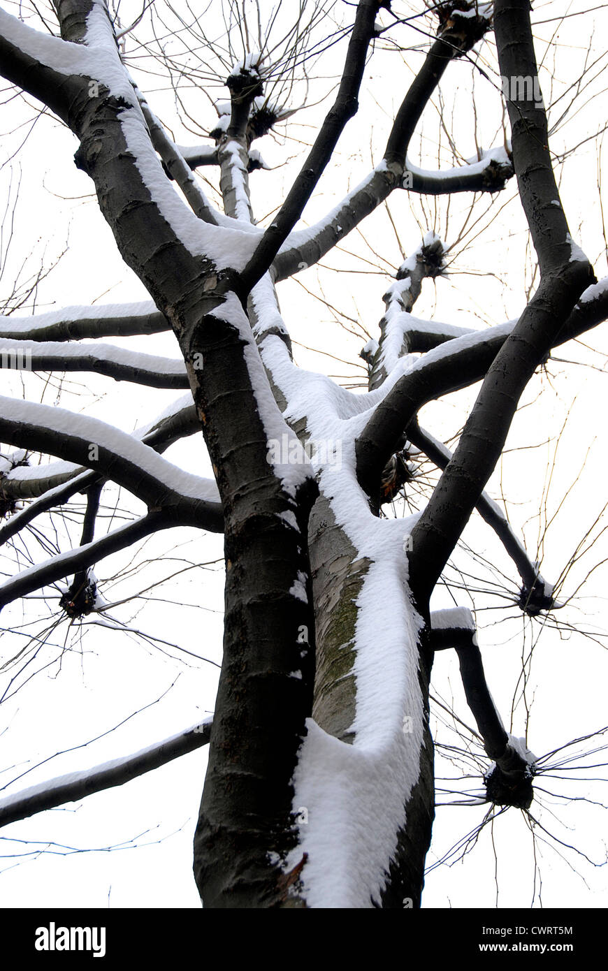 Tree shapes against snow hi-res stock photography and images - Alamy