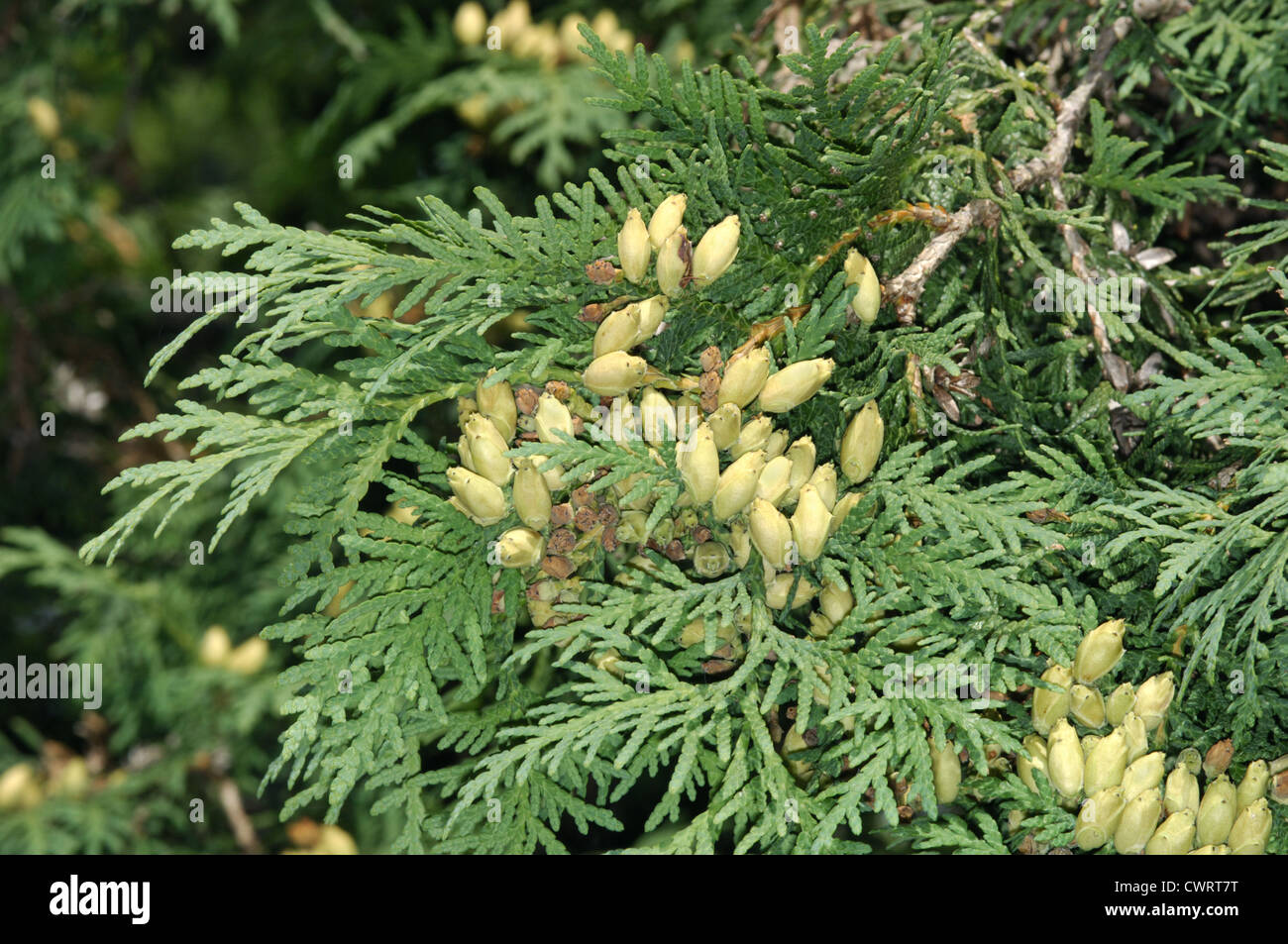 Northern white cedar hi-res stock photography and images - Alamy