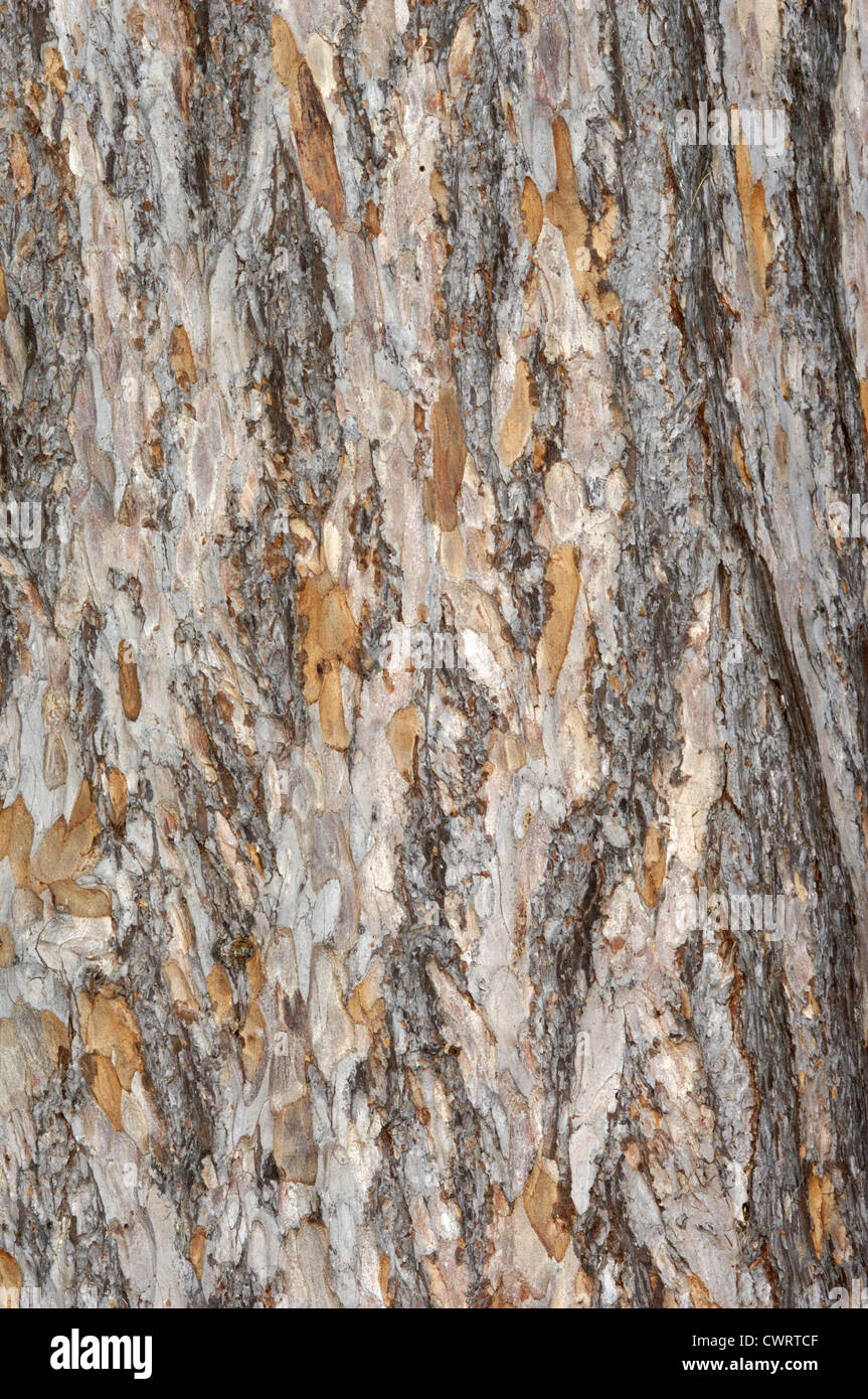 Tree wood bark conifer larch hi-res stock photography and images - Alamy