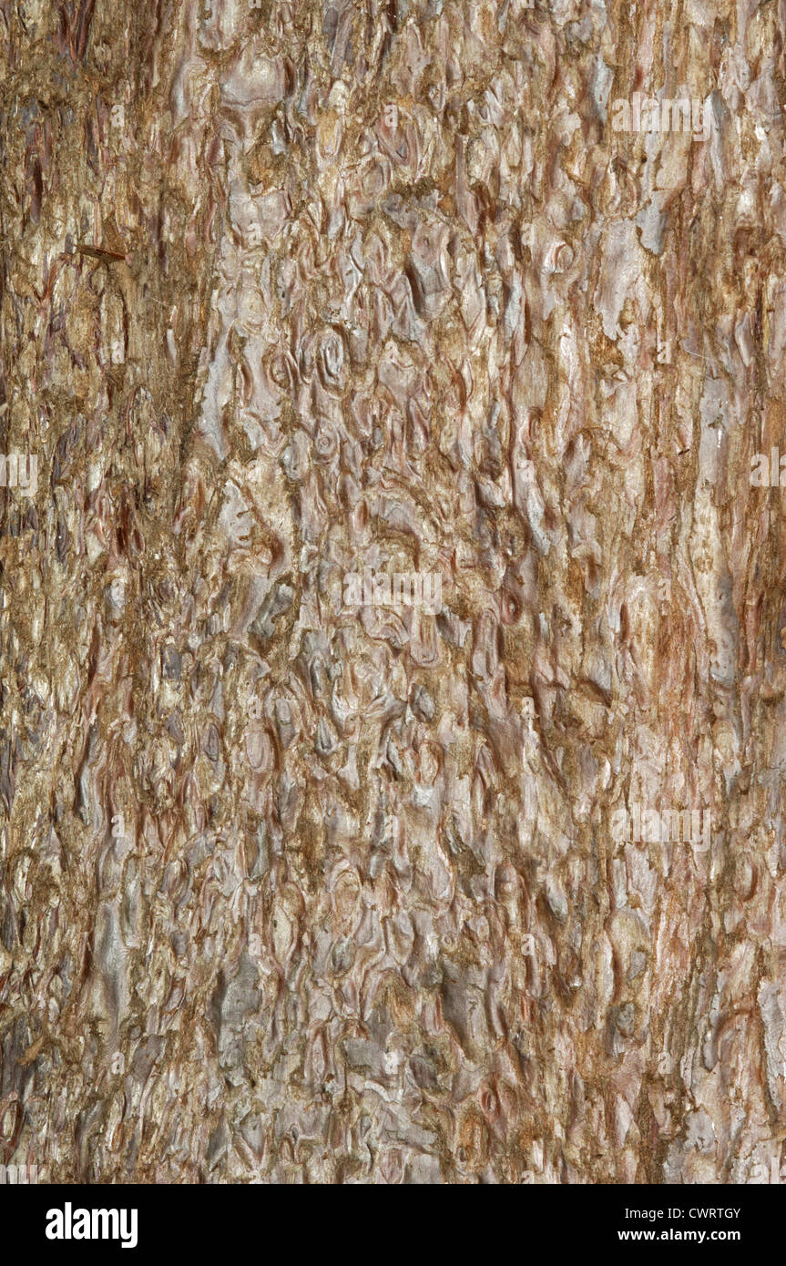 Wellingtonia (Giant Sequoia) Sequoiadendron giganteum (Taxodiaceae ...