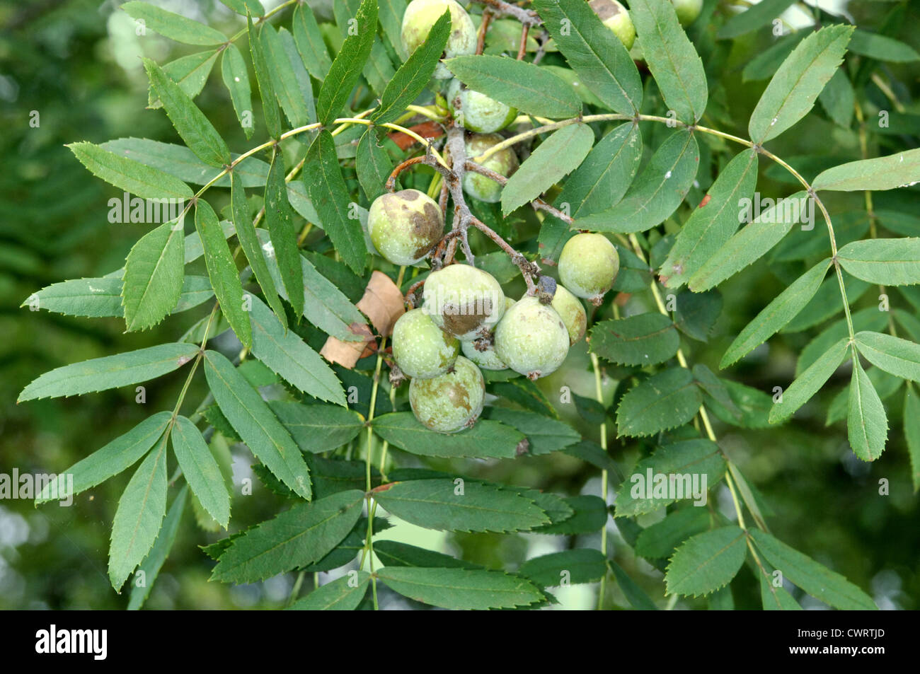 Service-tree Sorbus domestica (Rosaceae Stock Photo - Alamy