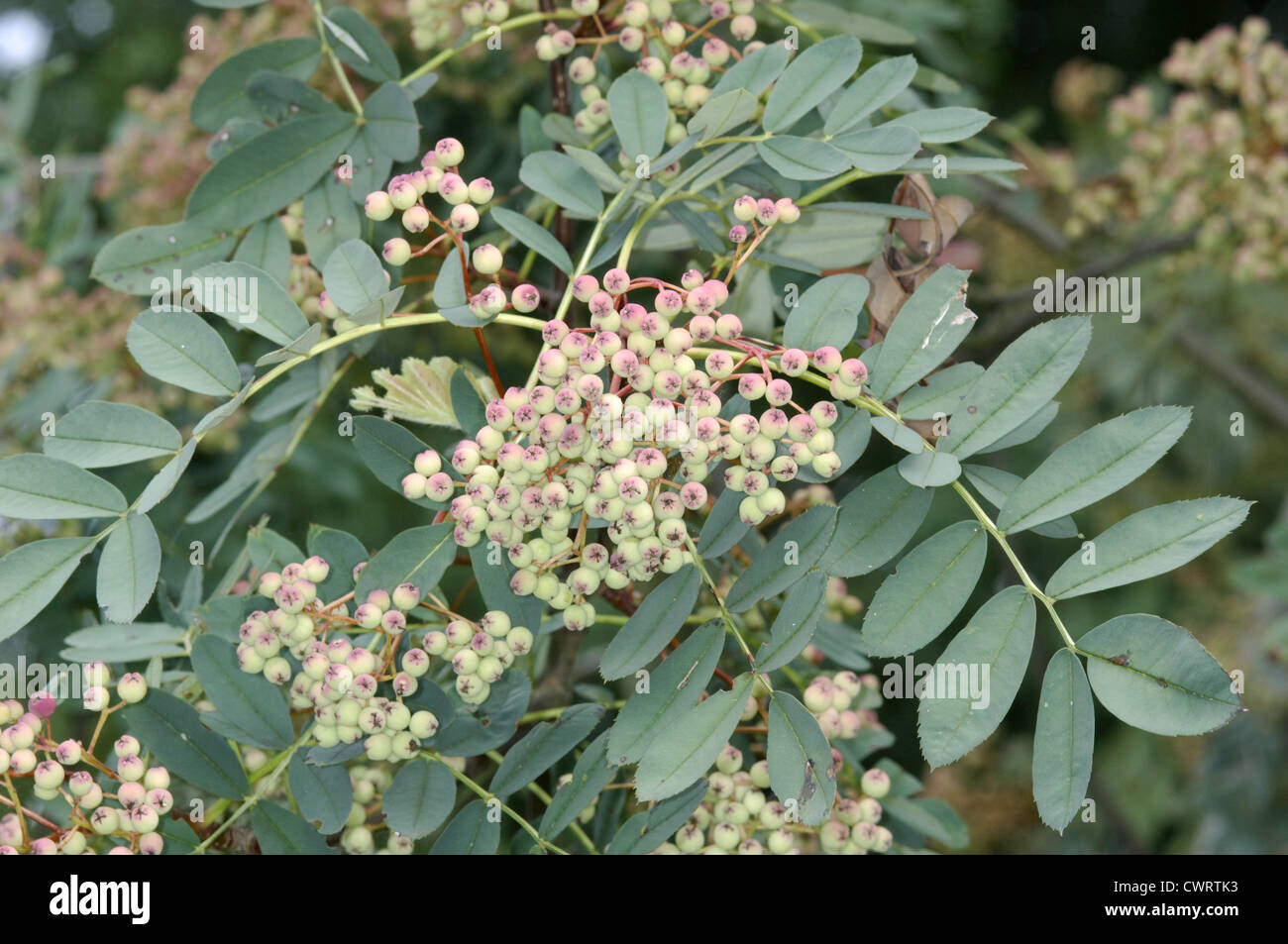 Sorbus hupehensis hi-res stock photography and images - Alamy