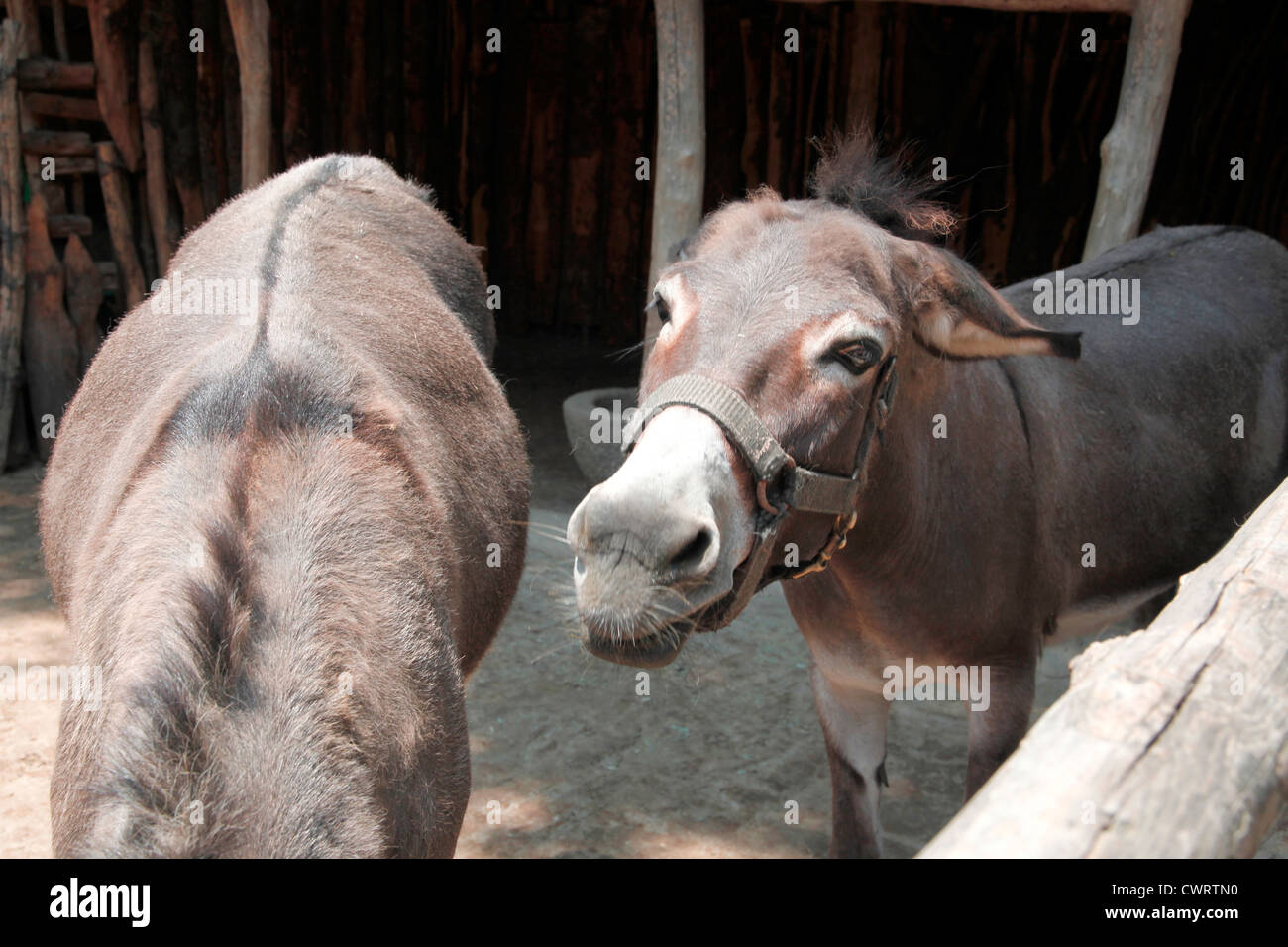 A couple of donkeys inside a wooden enclosure Stock Photo - Alamy