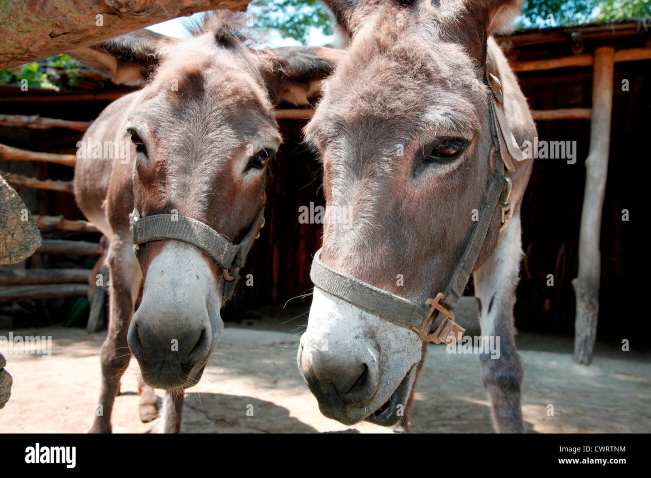 A couple of donkeys inside a wooden enclosure Stock Photo - Alamy
