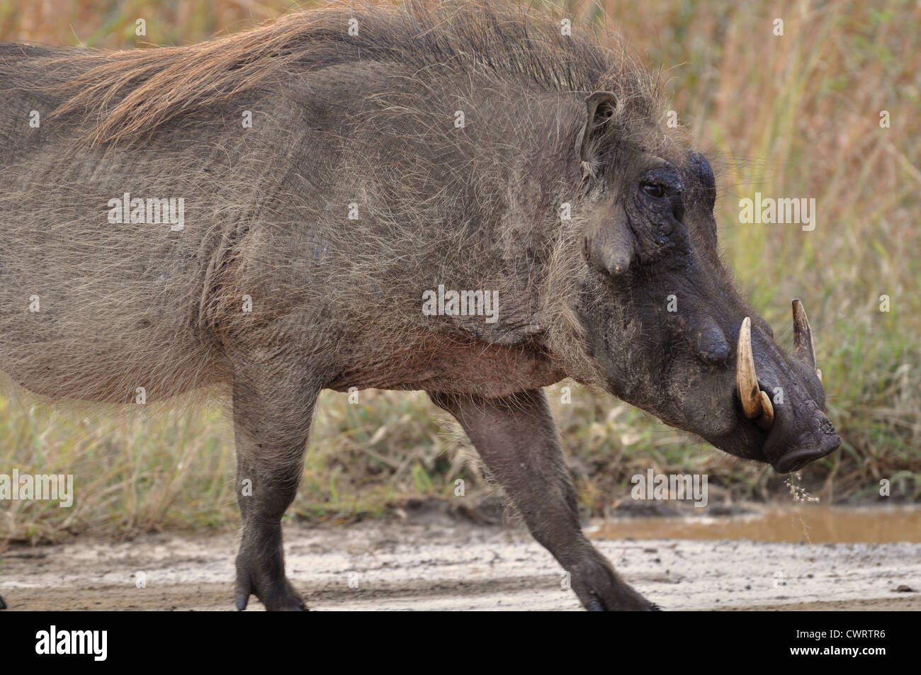 Warthog walking on mud Stock Photo - Alamy