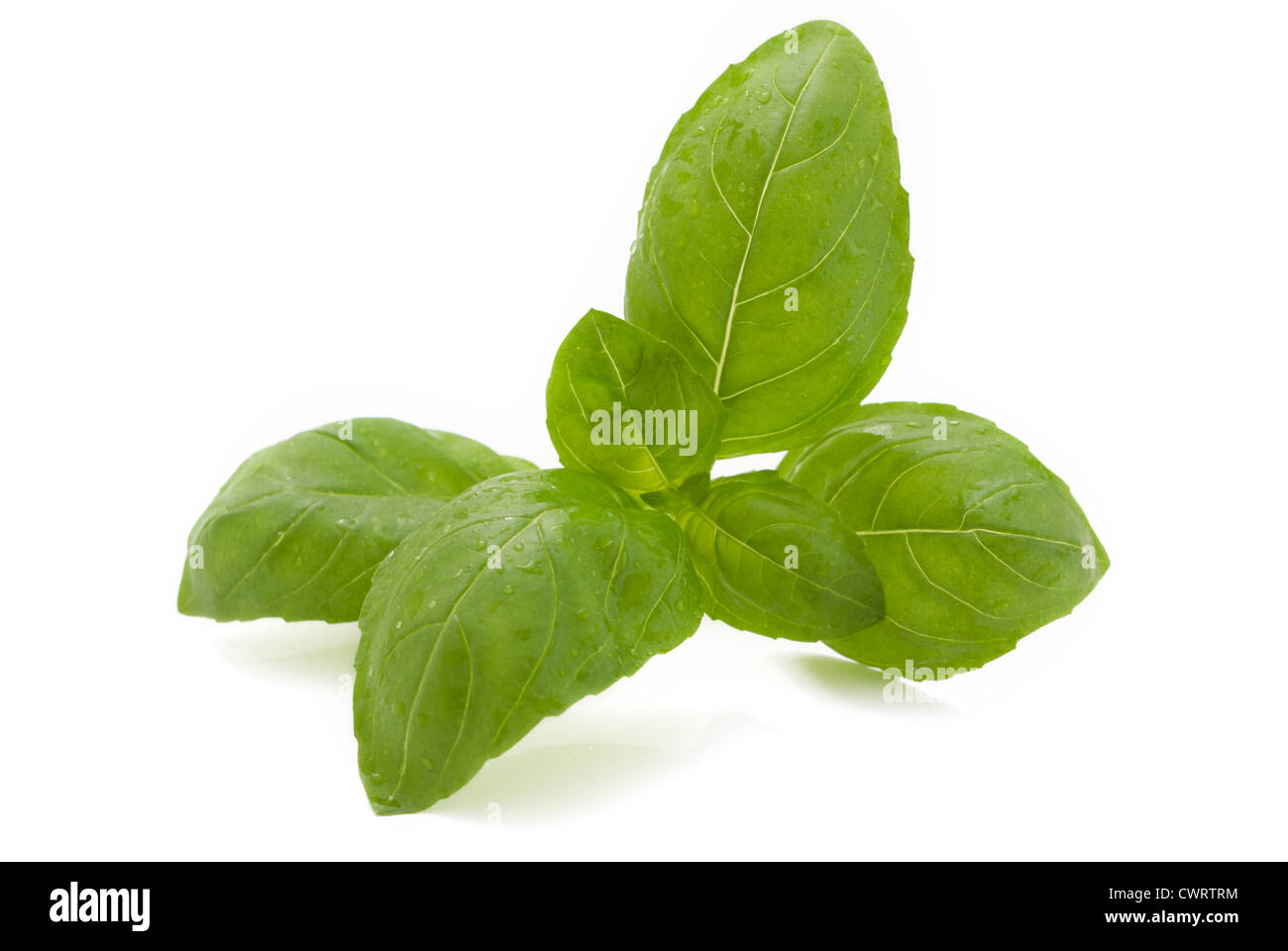 Green basil leaves isolated on hi-res stock photography and images - Alamy