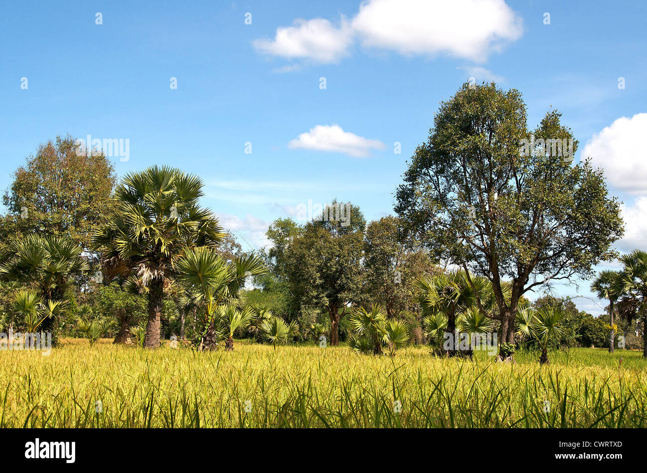 countryside rice field near Siem Reap Cambodia Asia Stock Photo - Alamy