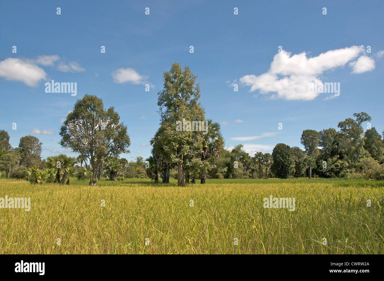 countryside rice field near Siem Reap Cambodia Asia Stock Photo - Alamy