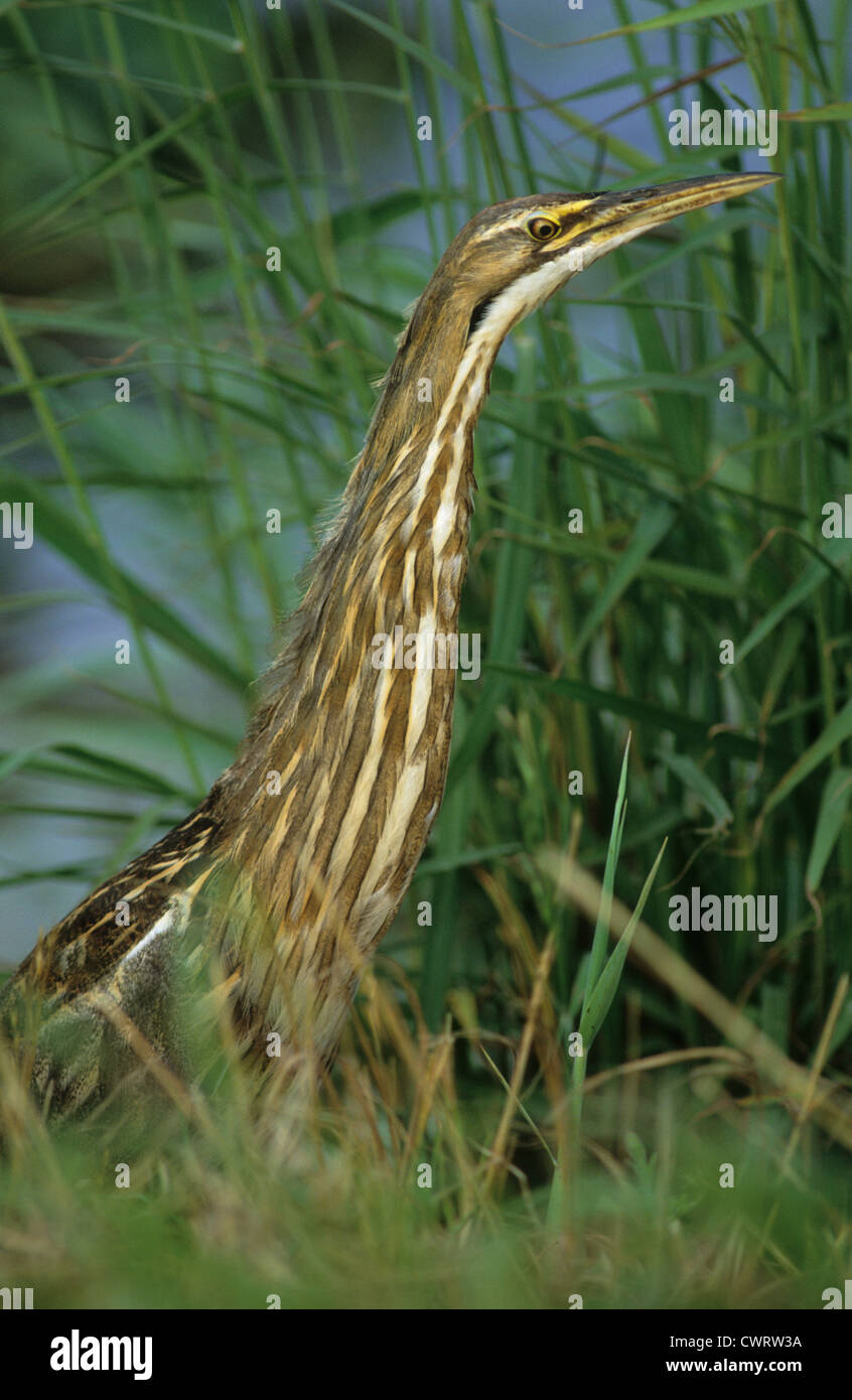 American Bittern (Botaurus lentiginosus) Anahuac National Wildlife ...