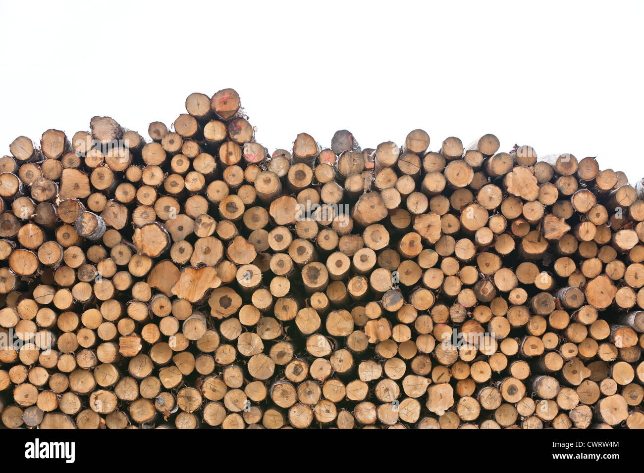 Big pile of logs isolated on white background Stock Photo - Alamy